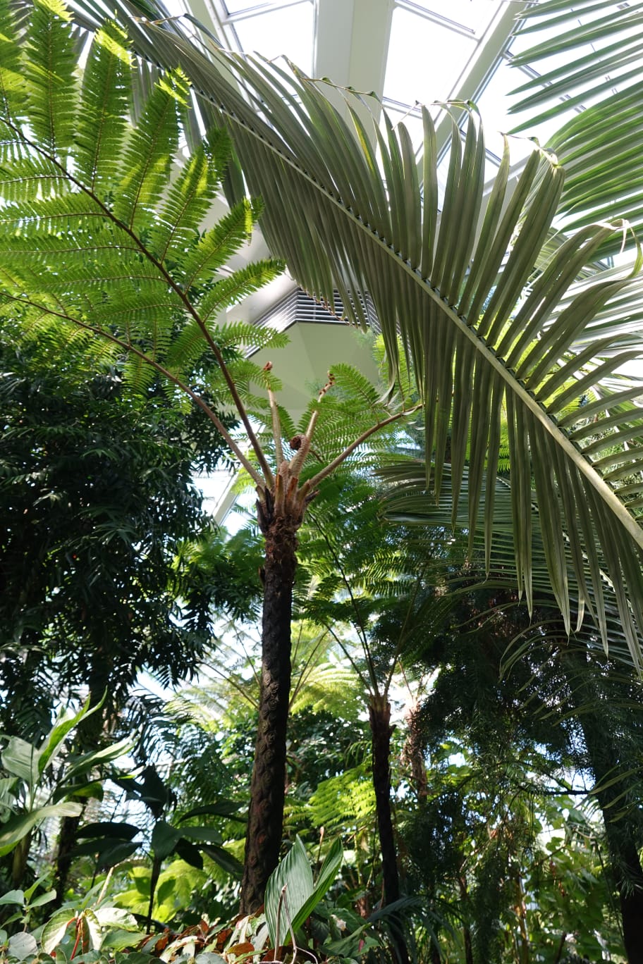 Auf die Palme gebracht - gezittert & gereimt